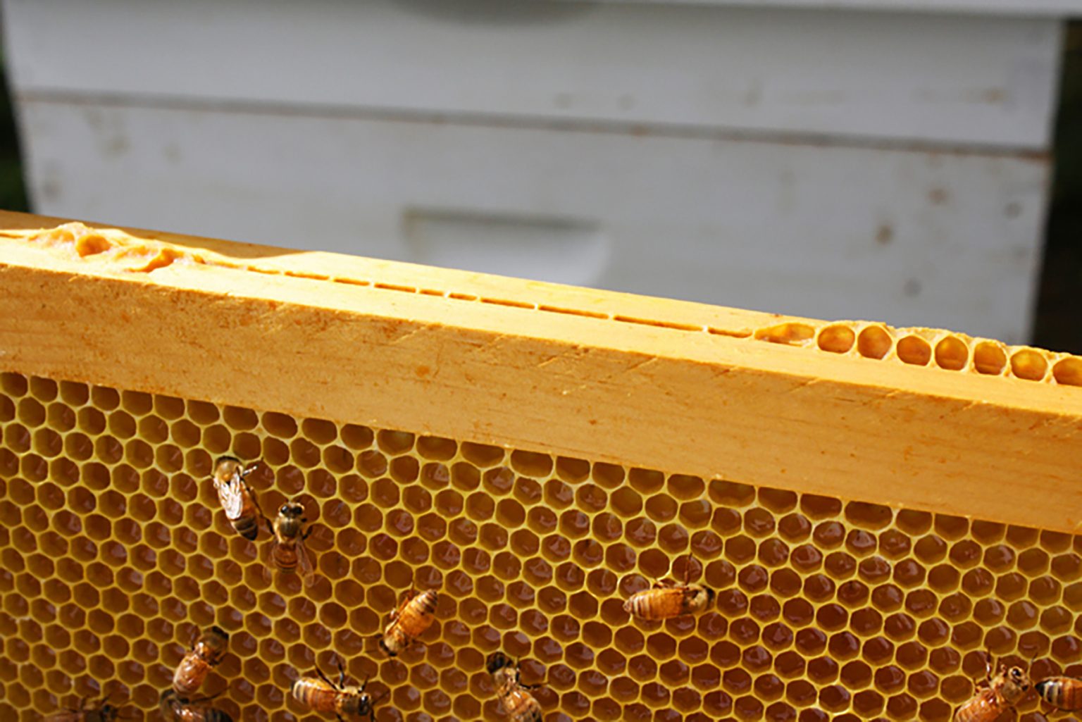 How to Manage Ants in a Beehive - Backyard Beekeeping